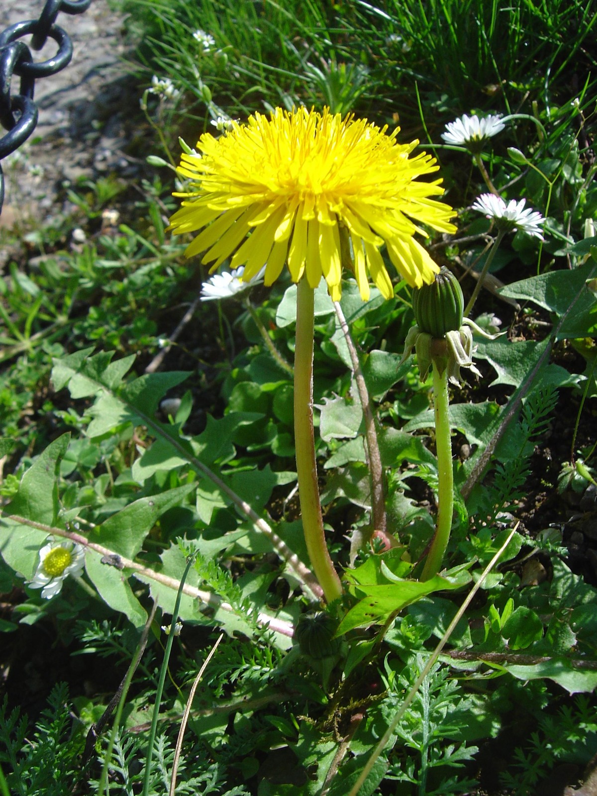 Common dandelion